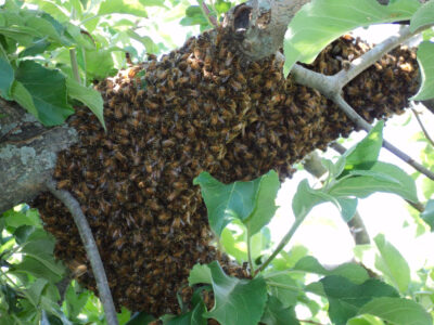 Swarm Prevention Methods - Backyard Beekeeping